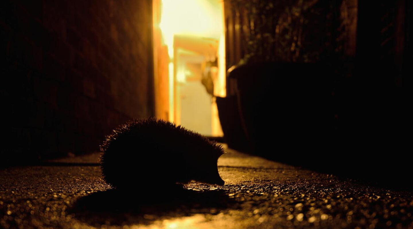 Top 10 facts about Hedgehogs | WWF