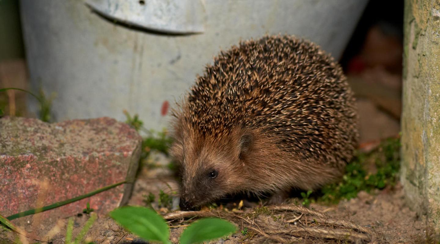 Top 10 facts about Hedgehogs | WWF