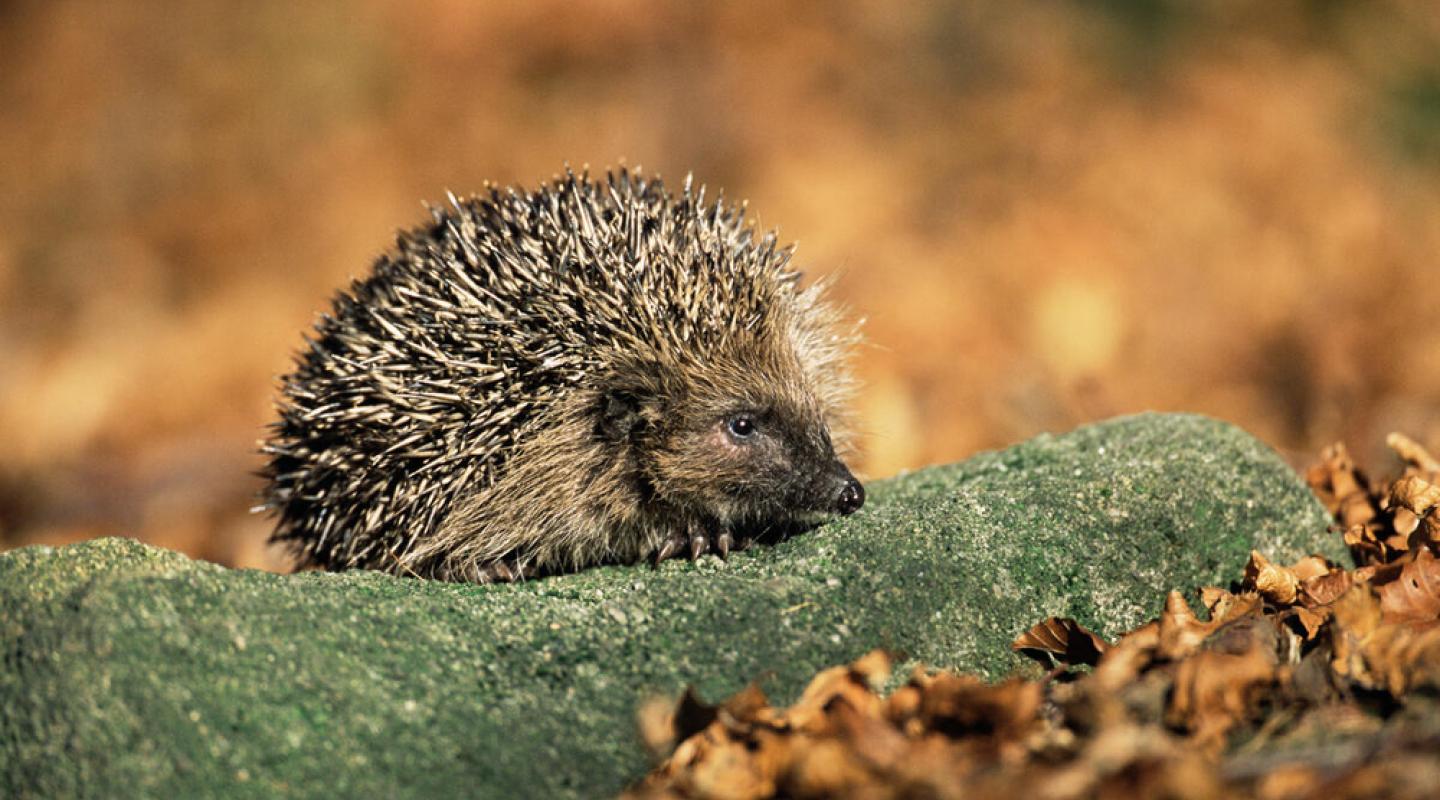 Top 10 facts about Hedgehogs | WWF