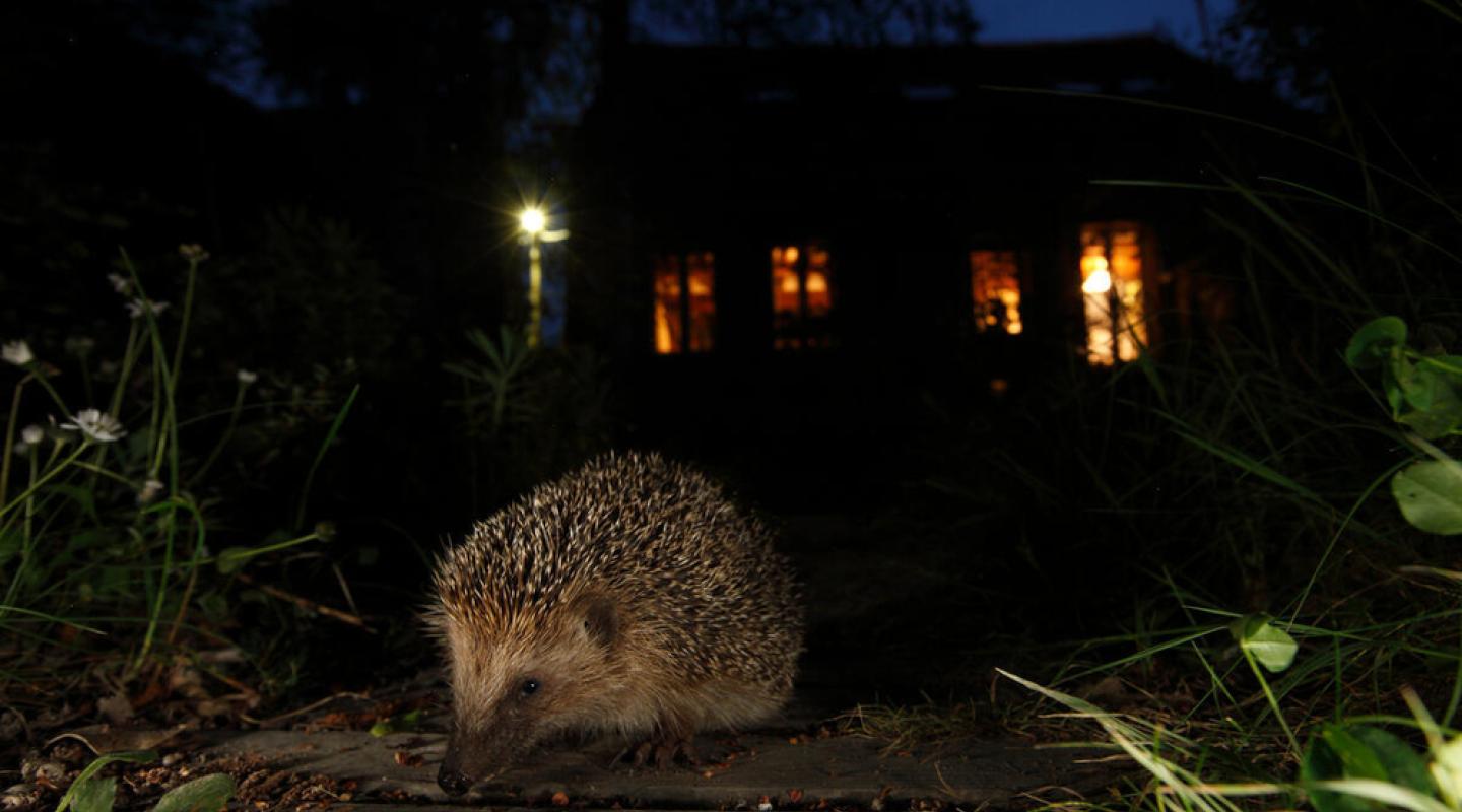 Top 10 facts about Hedgehogs | WWF