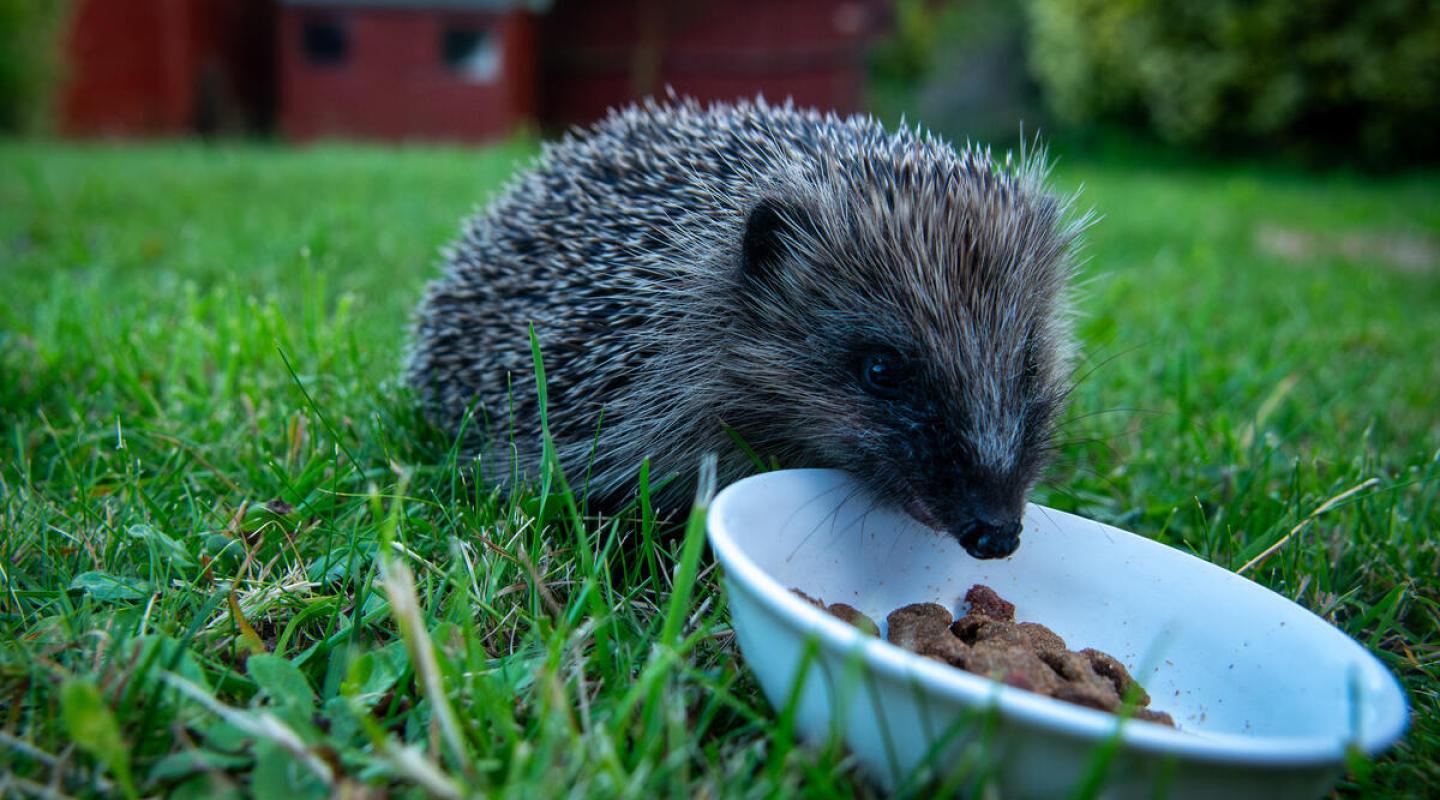 Top 10 facts about Hedgehogs | WWF