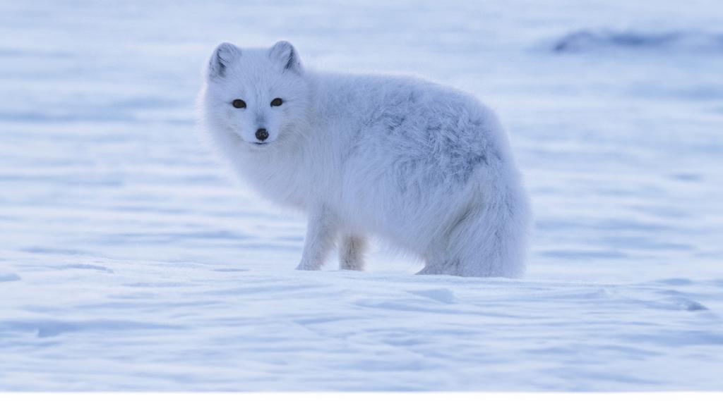 An Arctic adventure | WWF