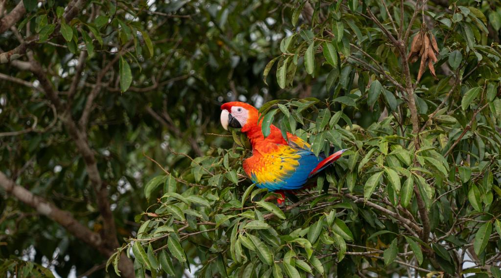 The Amazon Rainforest | WWF