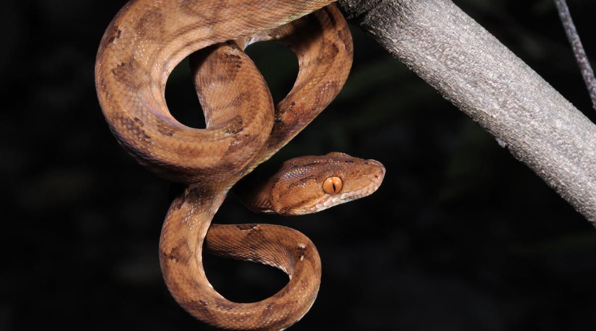 The Amazon Rainforest | WWF