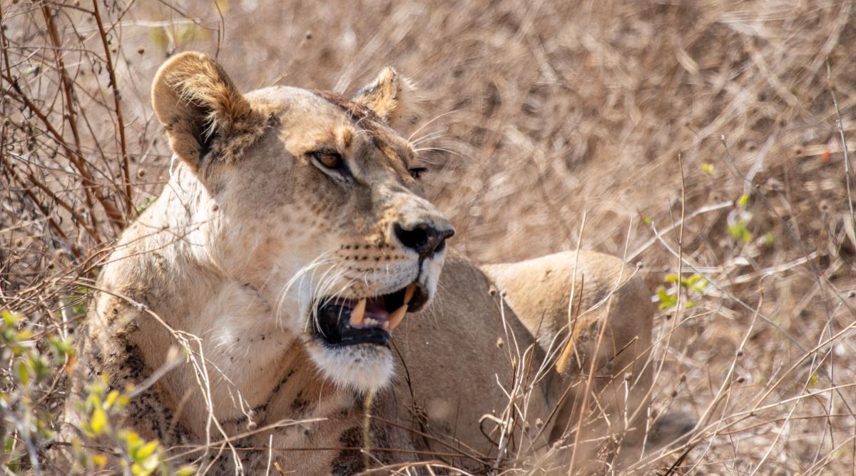 The Lions Of Mkomazi - Counting Big Cats | WWF