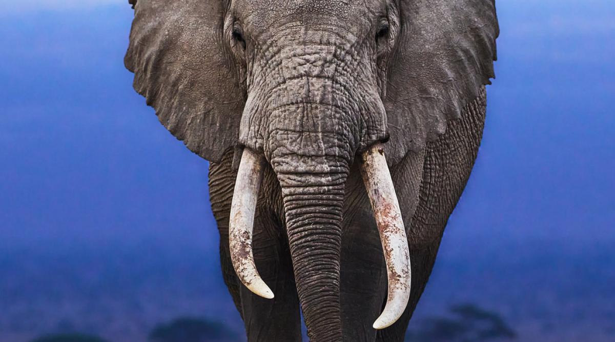 Unforgettable elephant facts | WWF