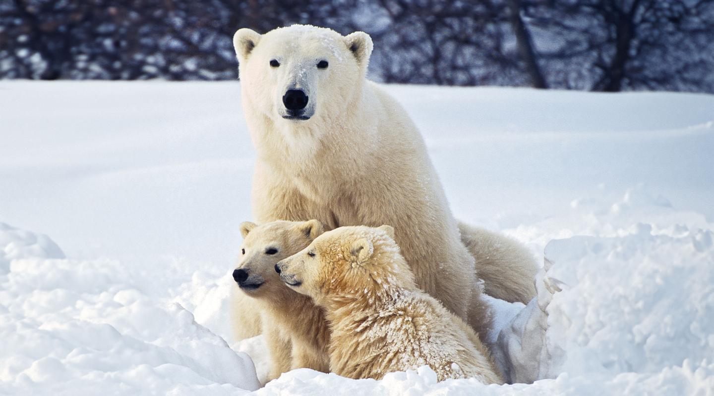 Growing up wild | WWF