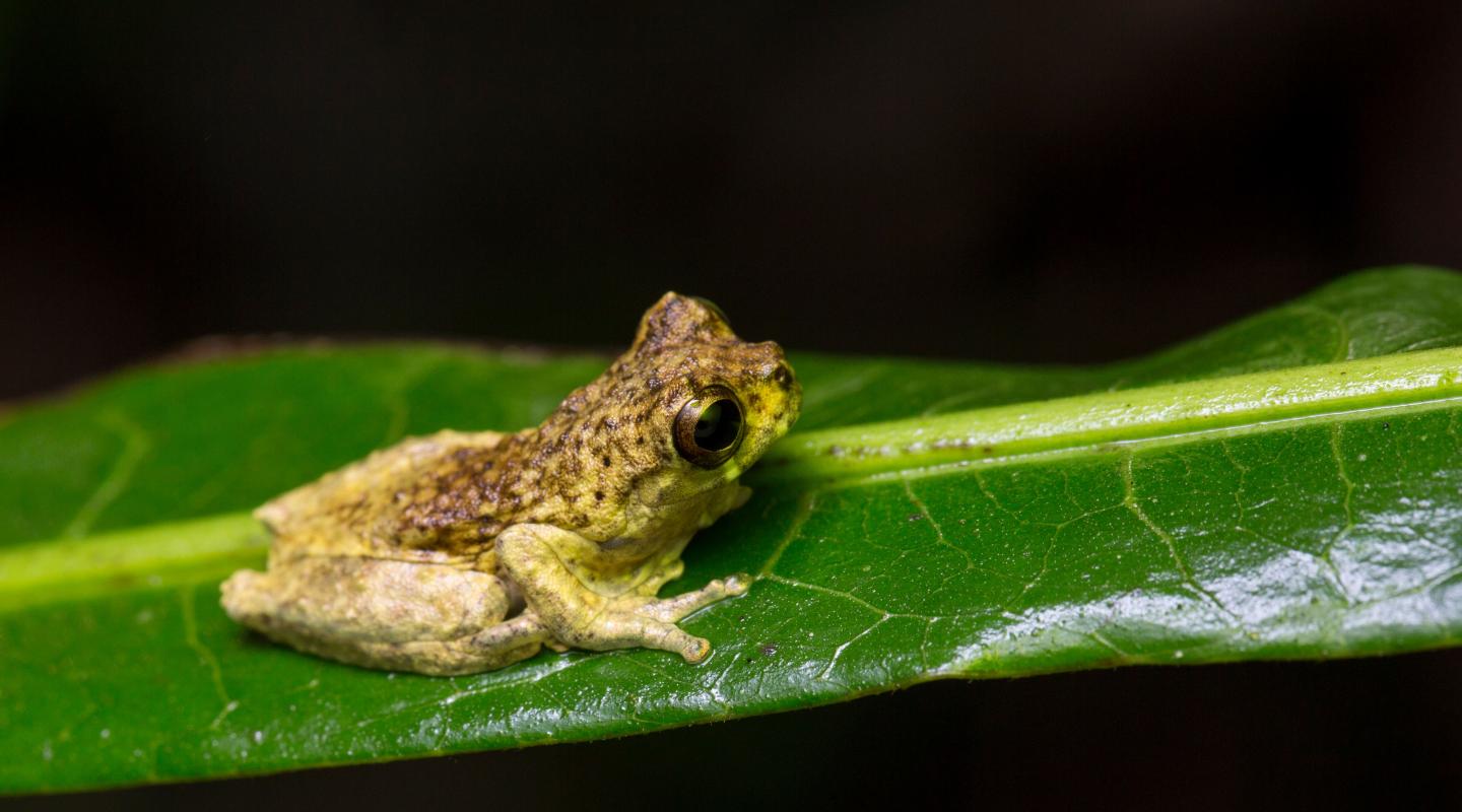 The Amazon Rainforest | WWF