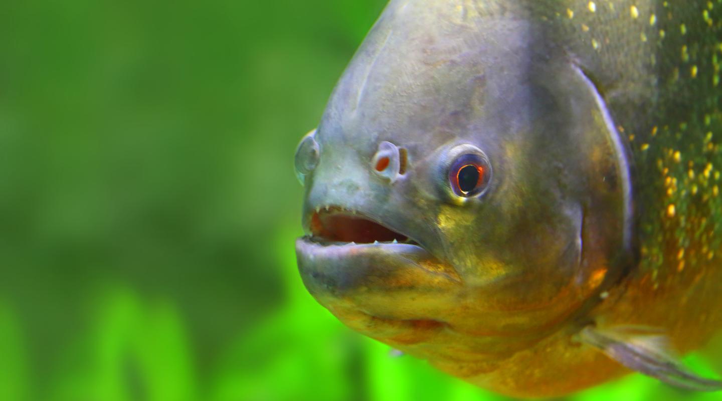 The Amazon Rainforest | WWF