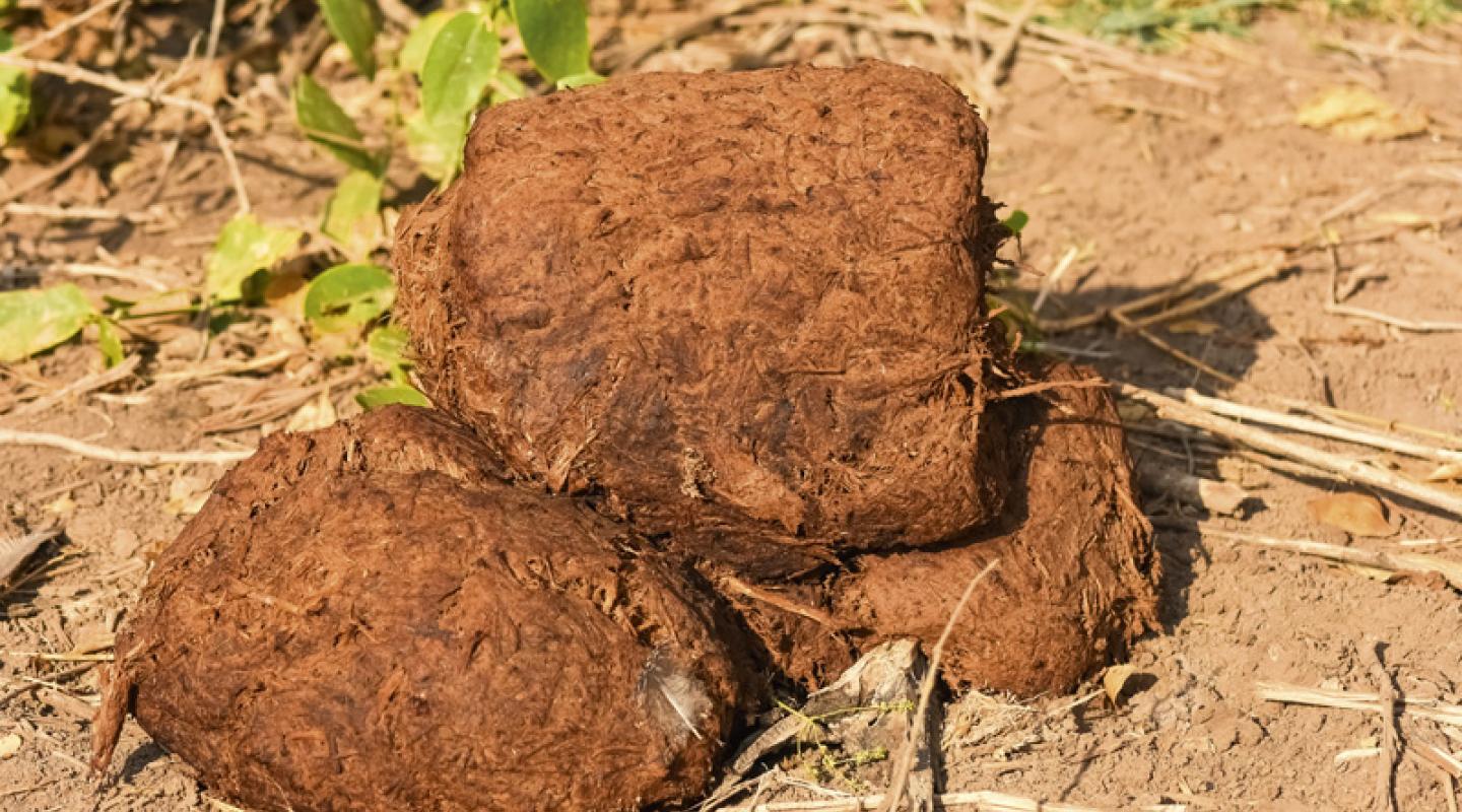 Poo Quiz: Poo on the path | WWF