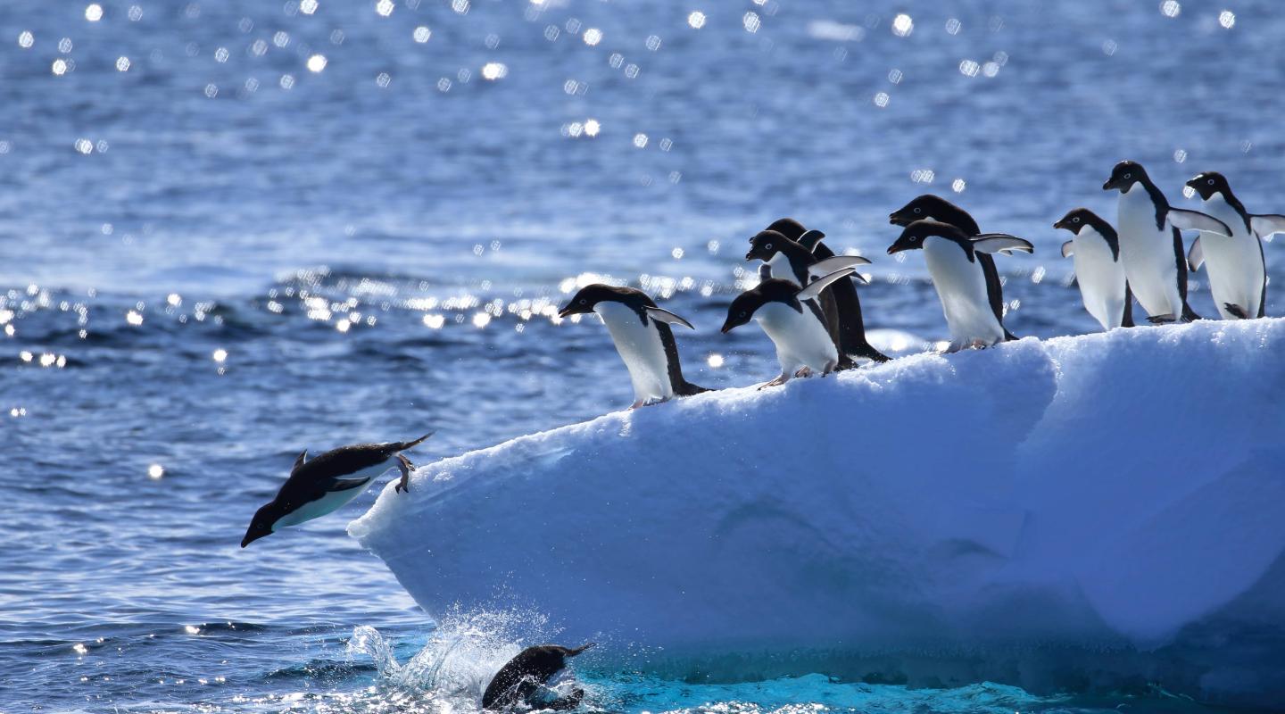 Penguin Awareness Day 2025 | WWF