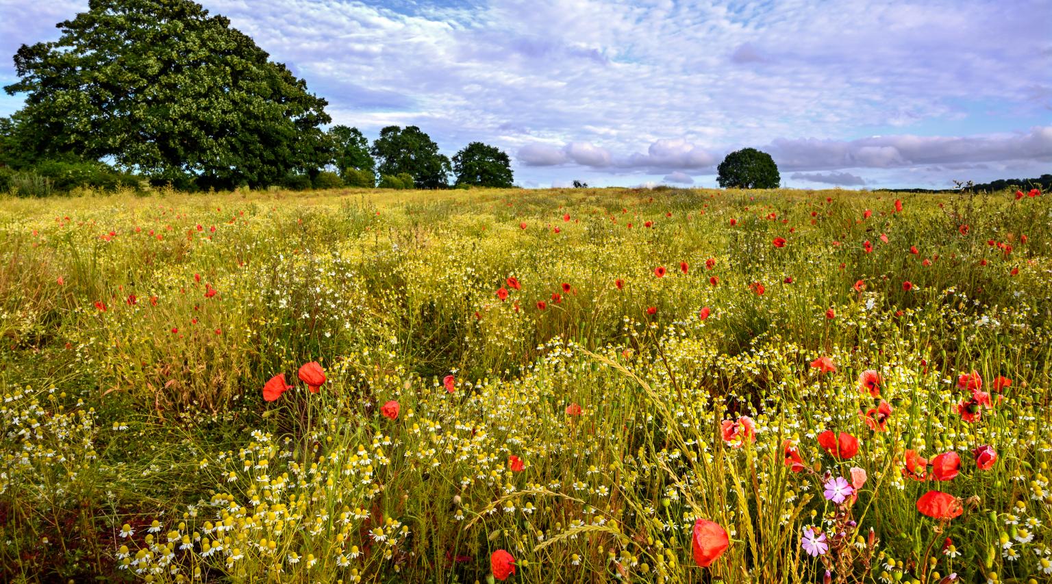 World Wildlife Day: 3rd March | WWF