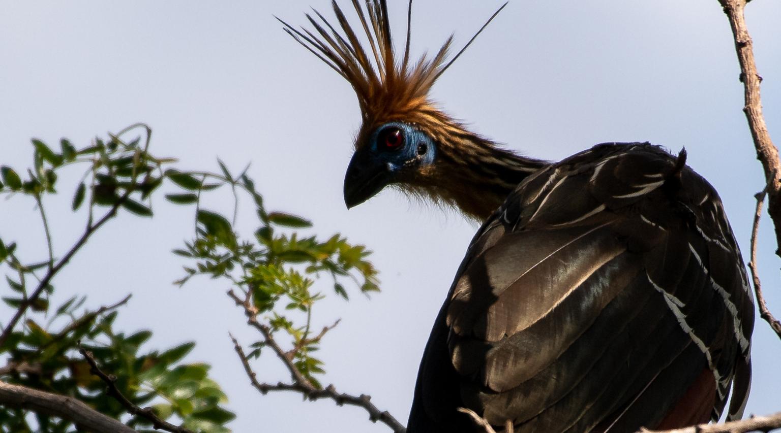 The Amazon Rainforest | WWF