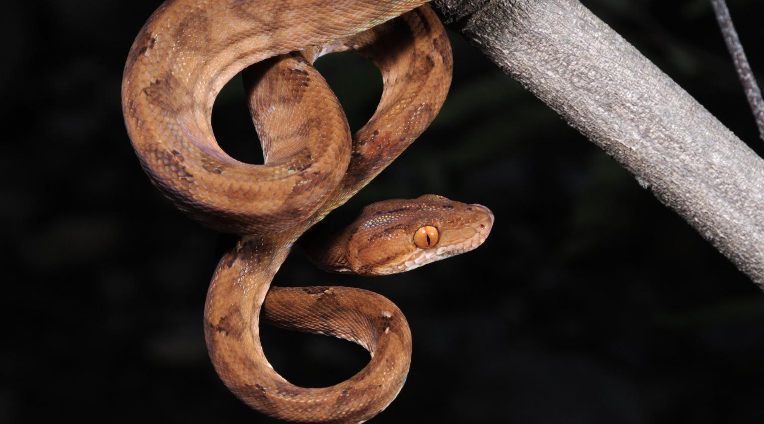 The Amazon Rainforest | WWF