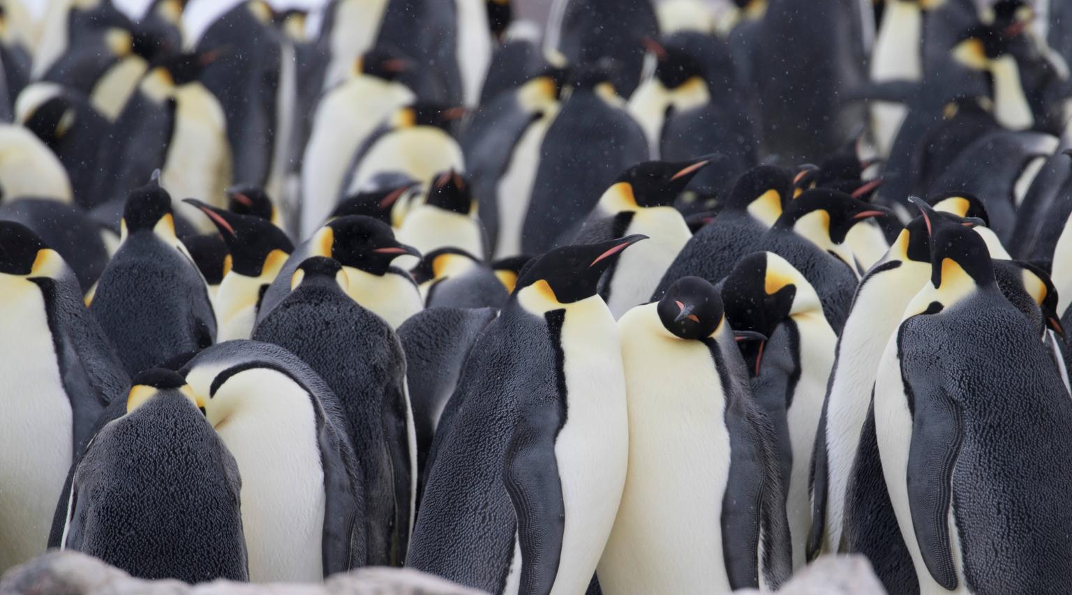 Penguin Awareness Day 2025 | WWF