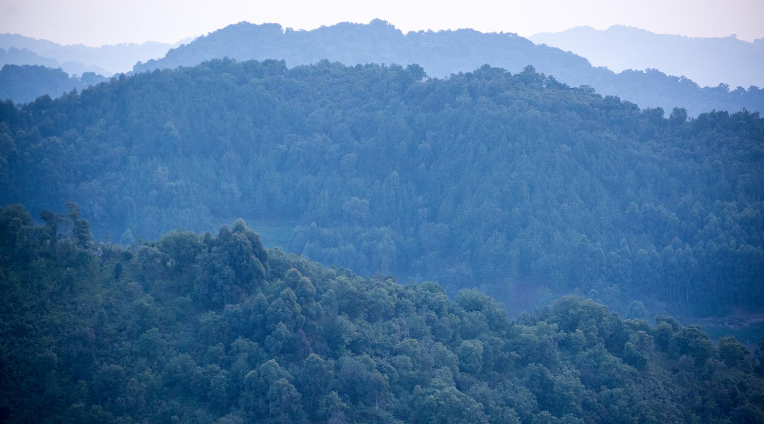 The great gorilla count | WWF