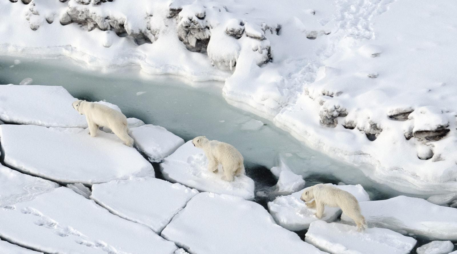 An Arctic adventure | WWF