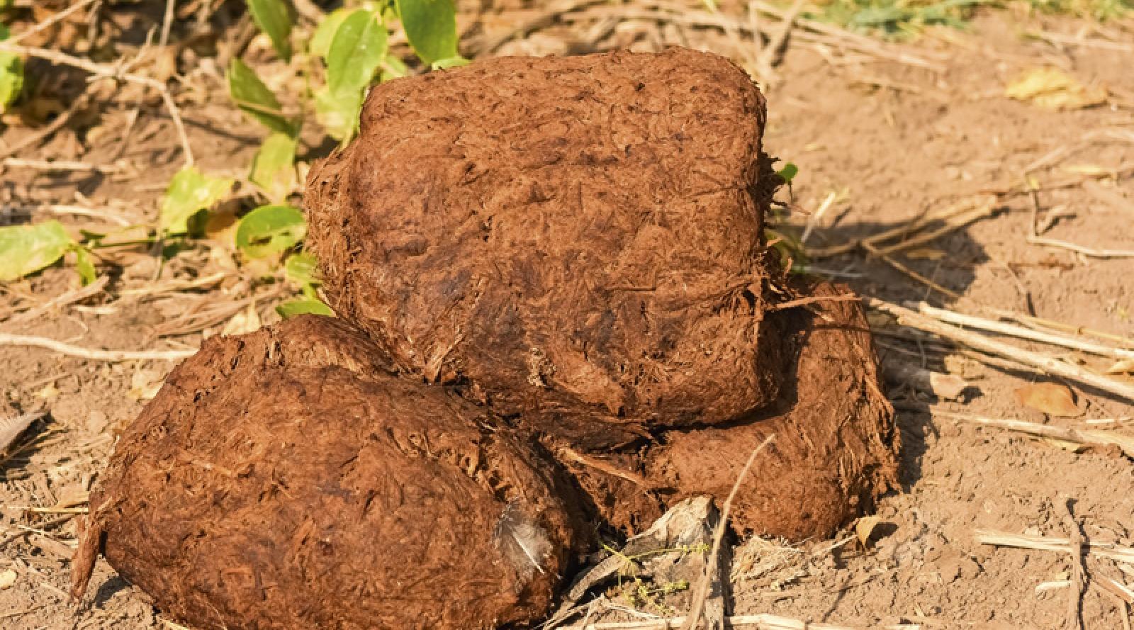 Poo Quiz: Poo on the path | WWF