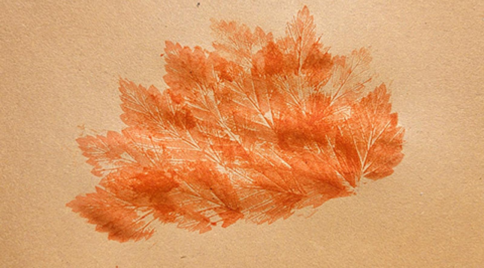 Have a go at leaf printing | WWF