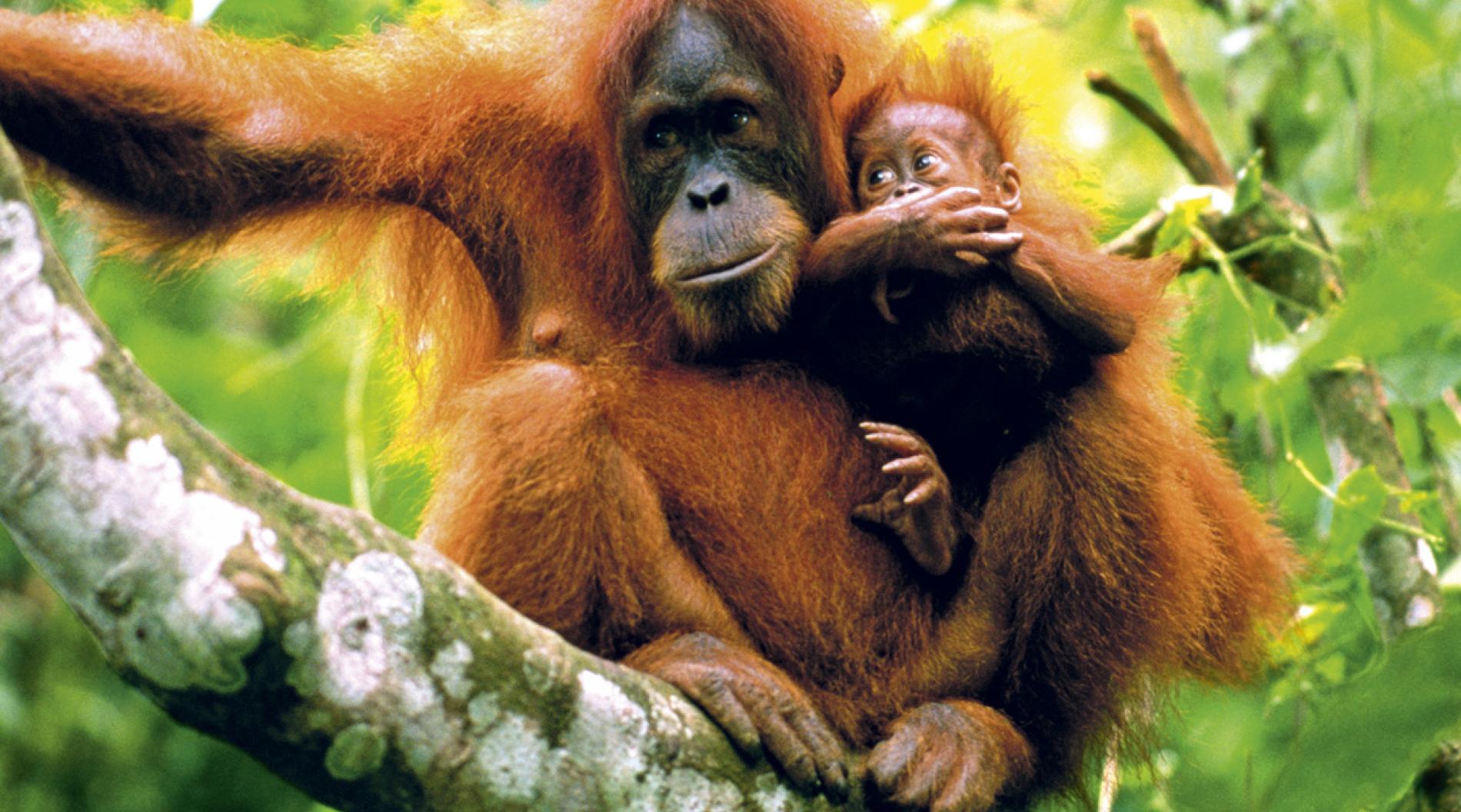 Growing up wild | WWF