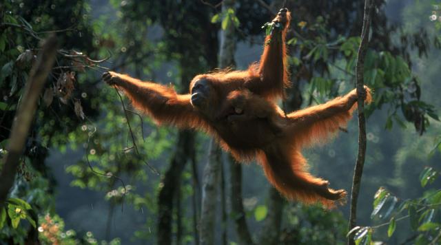 World Wildlife Day 2026 | WWF