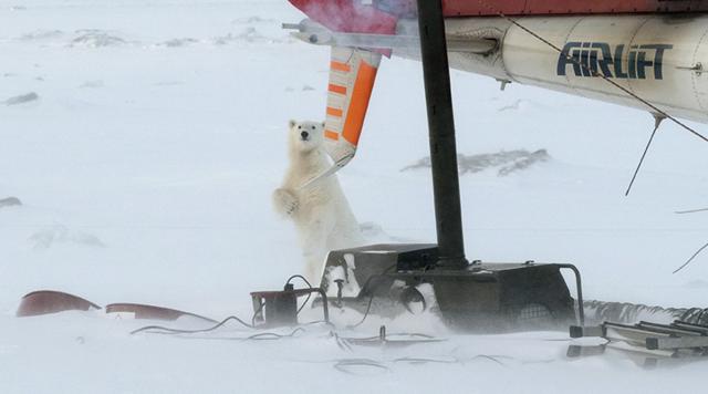 An Arctic adventure | WWF