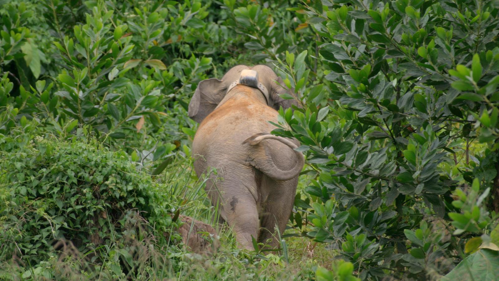 Asian Elephant Habitat