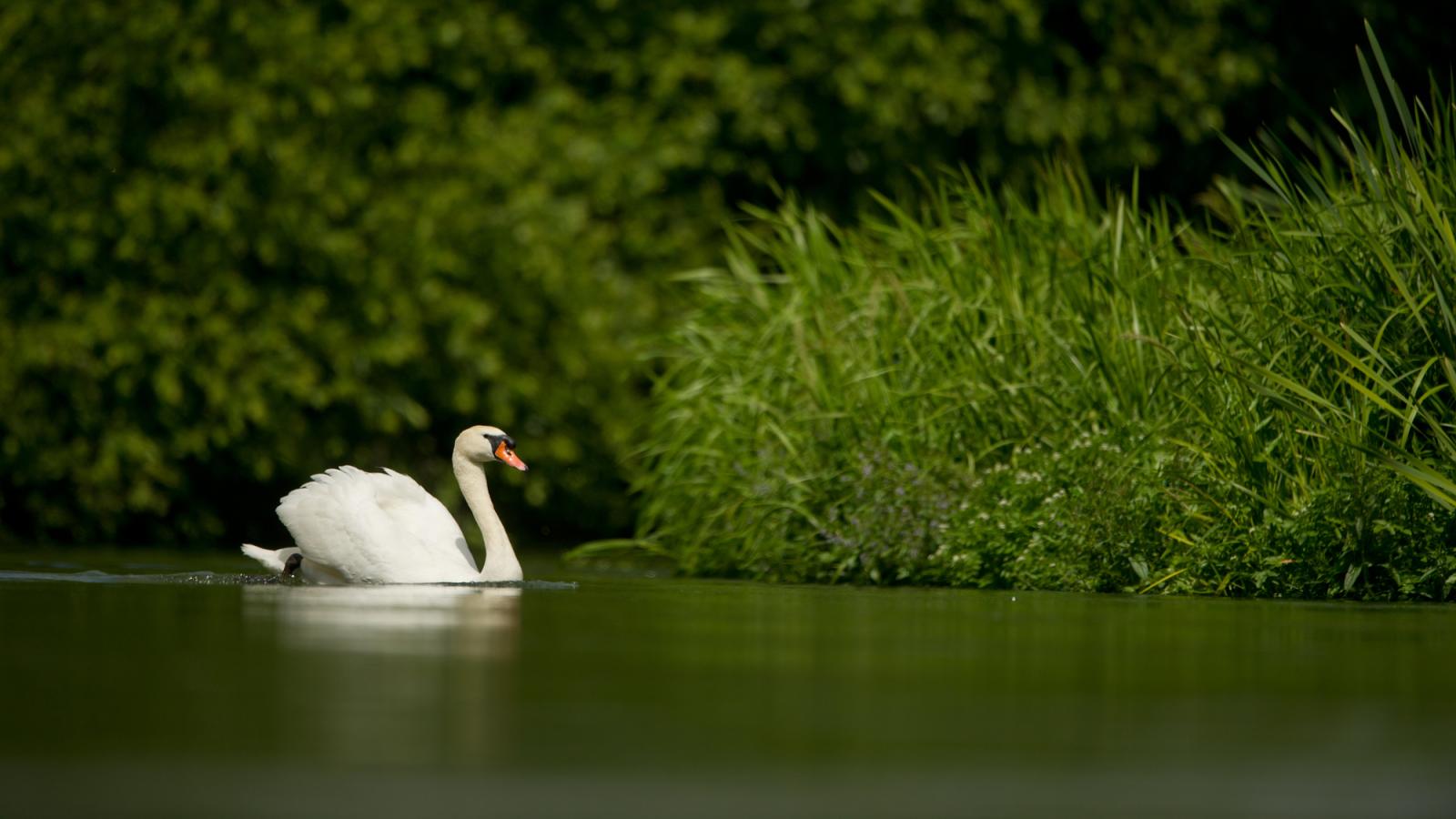 UK rivers and chalk streams | WWF