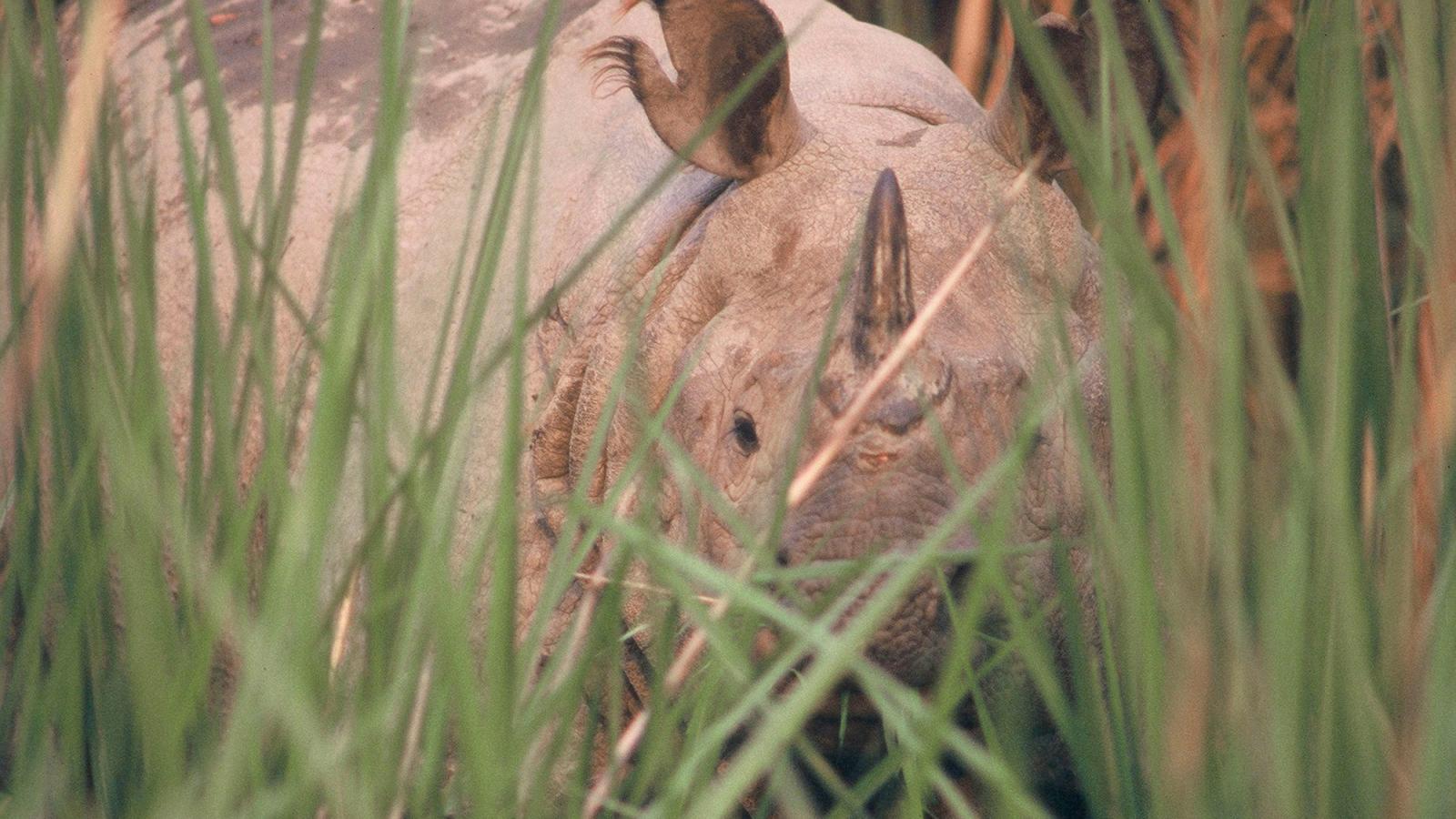 Asian rhinos: armour-plated landscapers | WWF