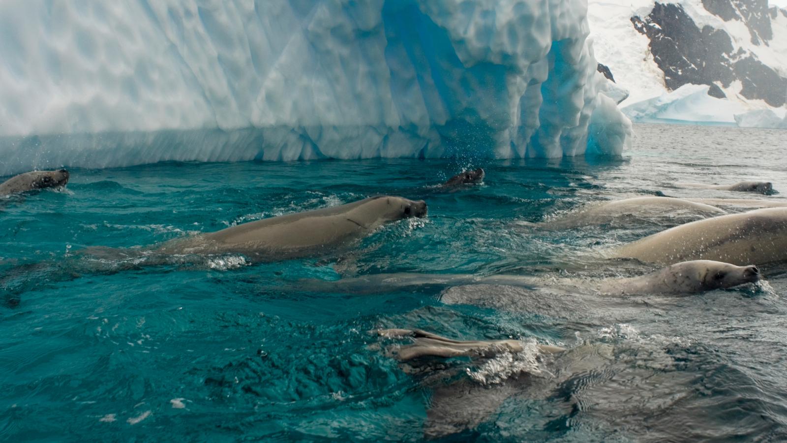 Oceans | WWF