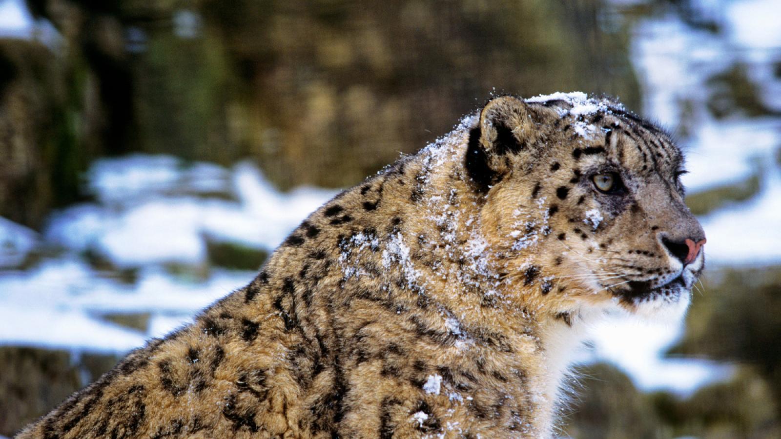 The snow leopard: elegant and elusive | WWF
