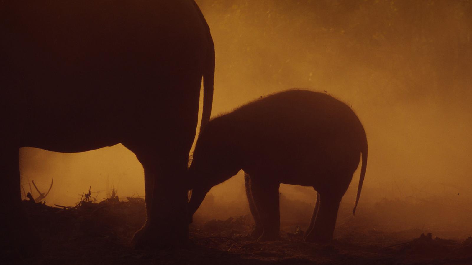 Satpuda Maikal in the heart of India | WWF