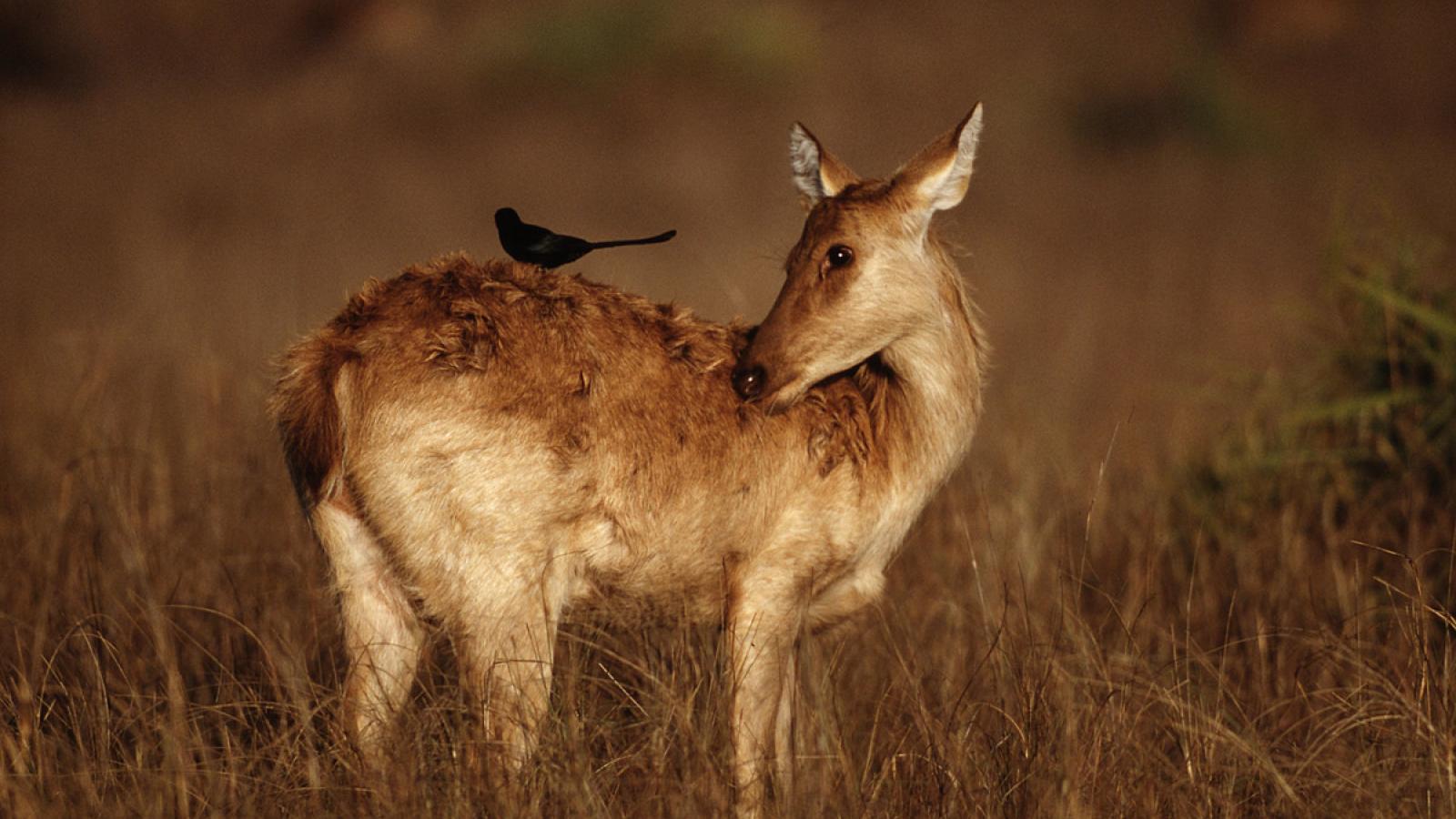 Satpuda Maikal in the heart of India | WWF
