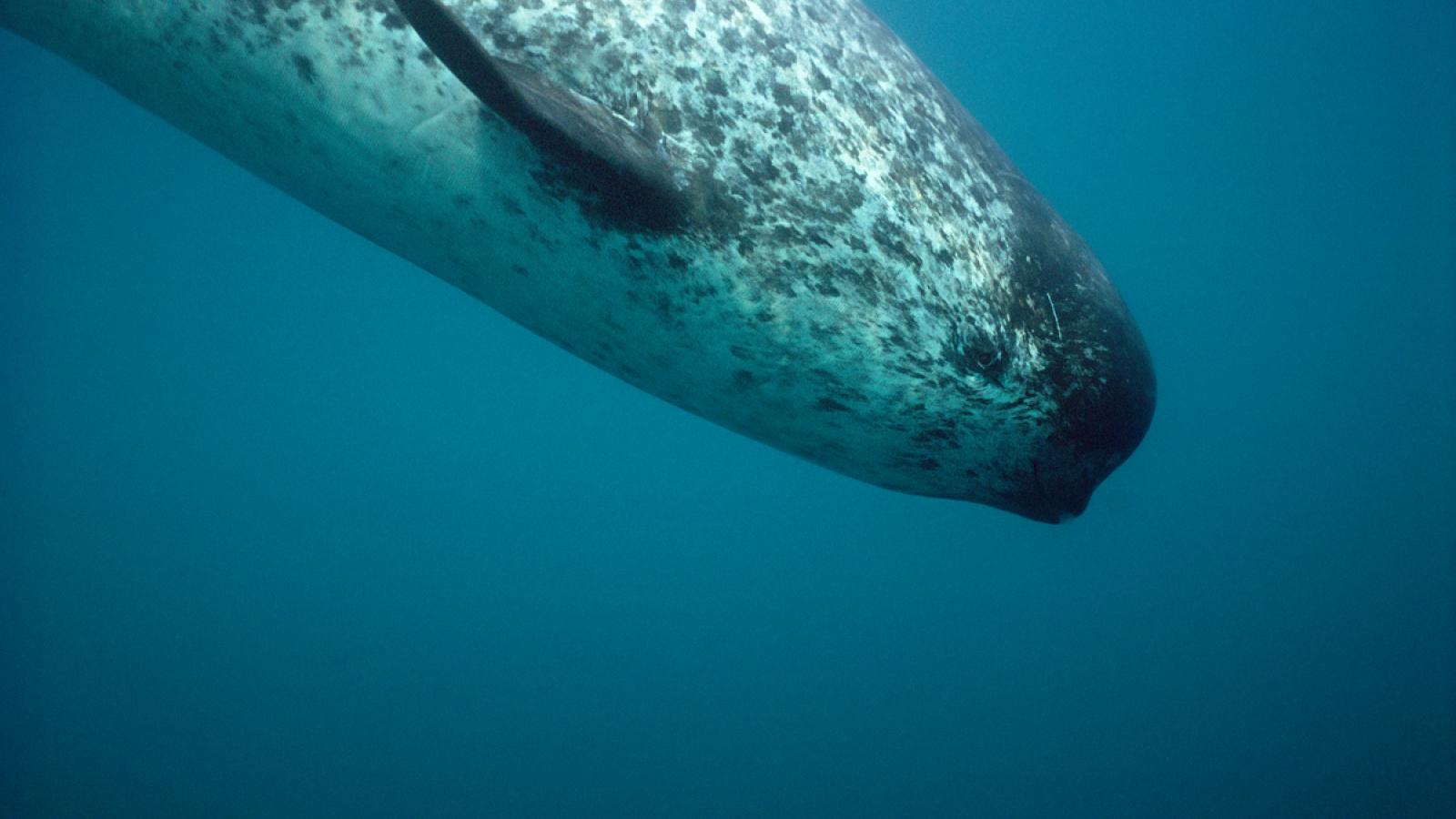 Learn about our frozen environments | WWF