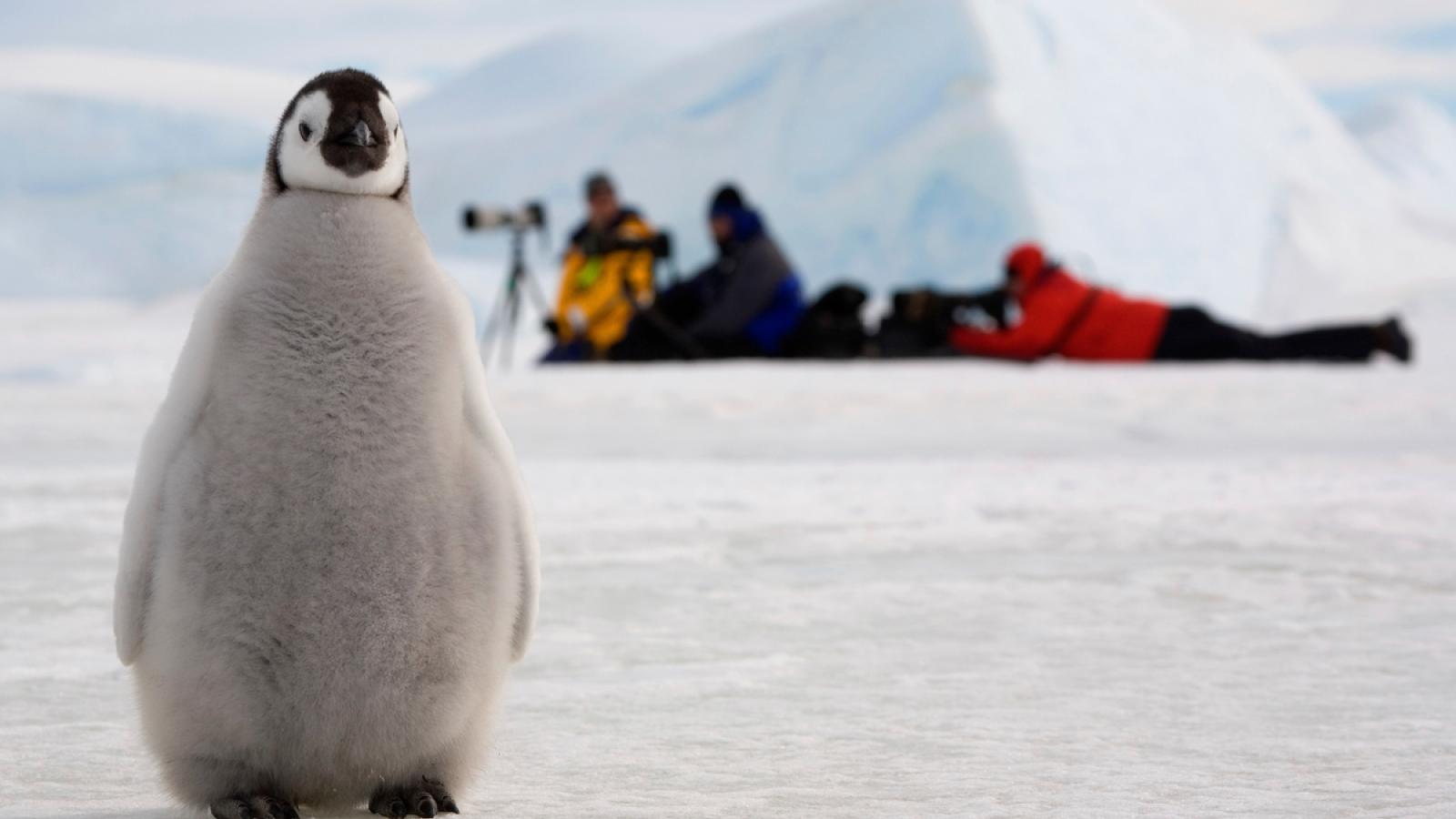 Antarctica: a massive frozen landmass | WWF