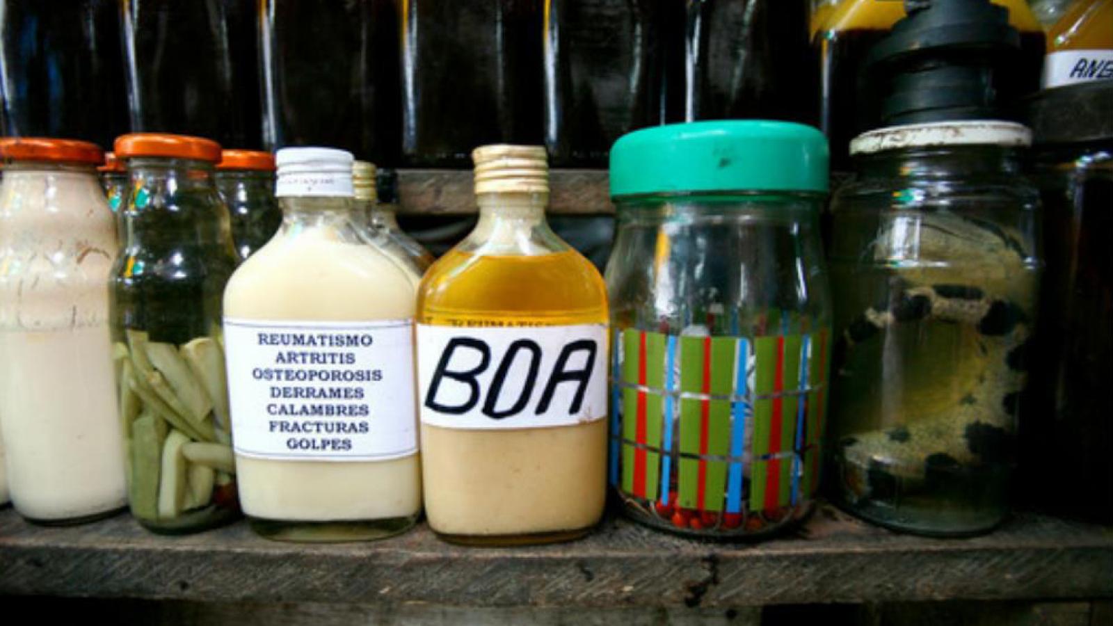 The magnificent lion: the symbol of Africa | WWF