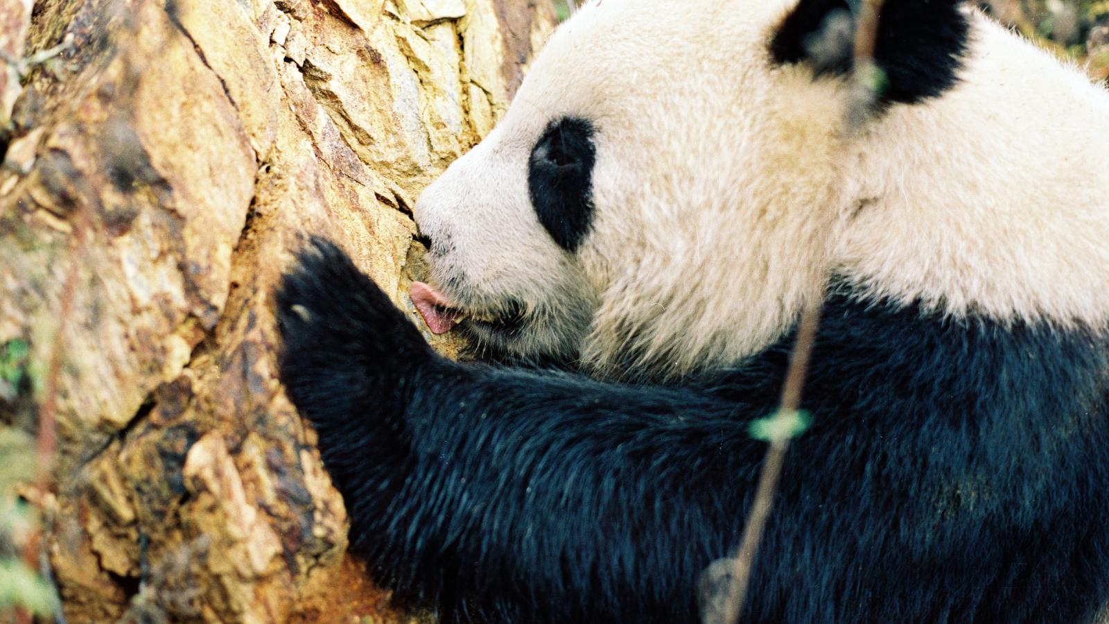 Giant pandas: living proof that conservation works | WWF