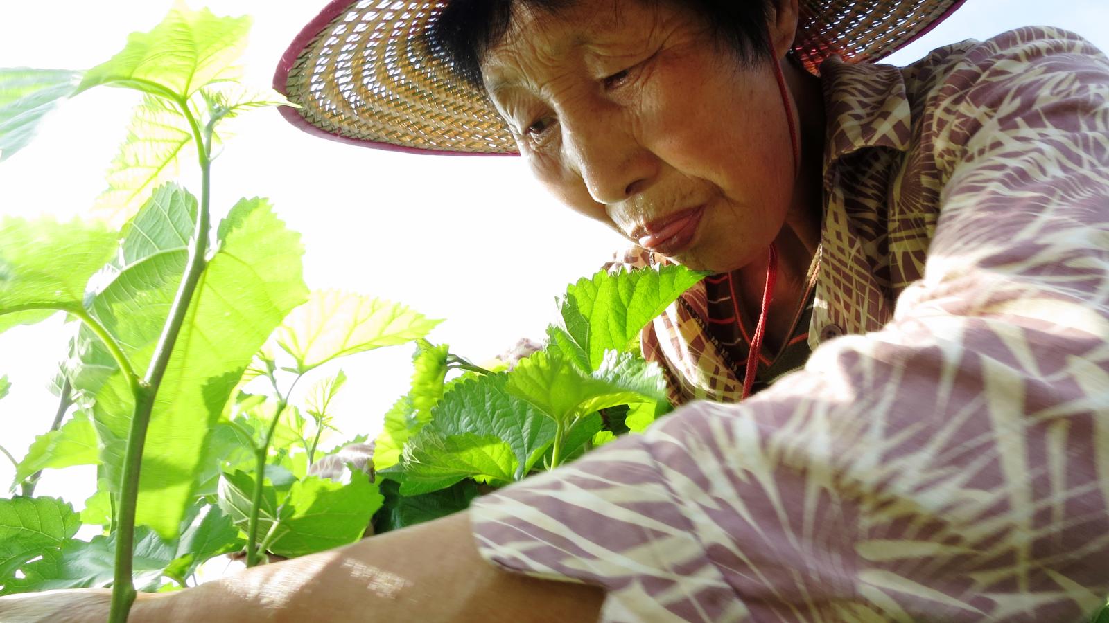 Giant pandas: living proof that conservation works | WWF