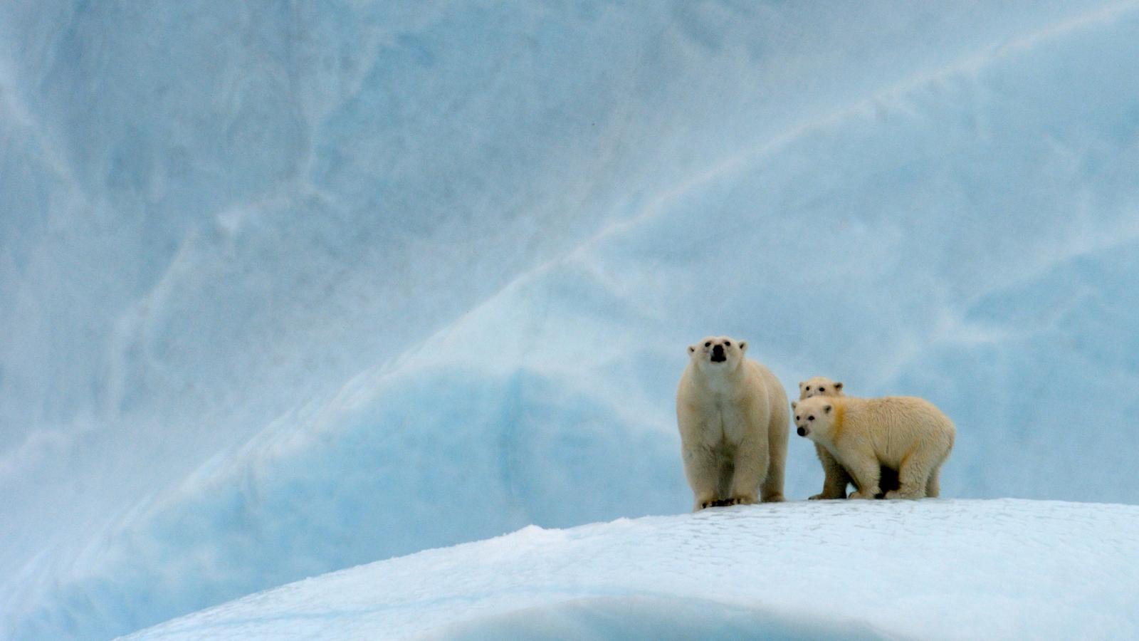 Polar bear: a powerful predator on ice | WWF