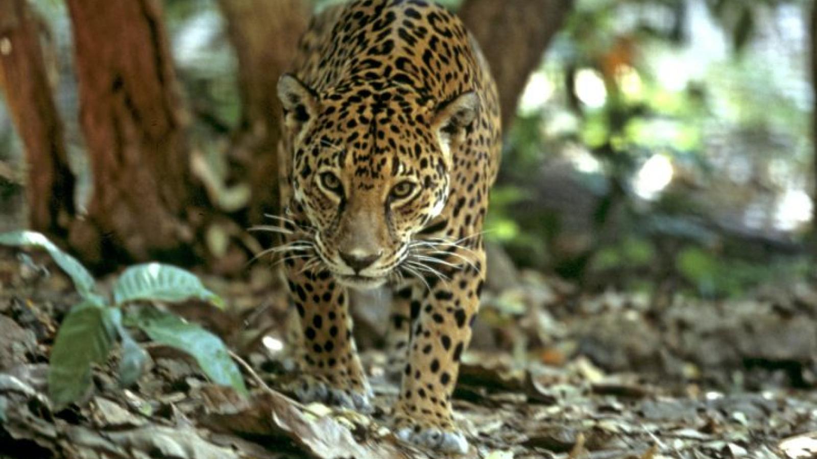 Jaguar: the Amazon's amazing swimming cat | WWF