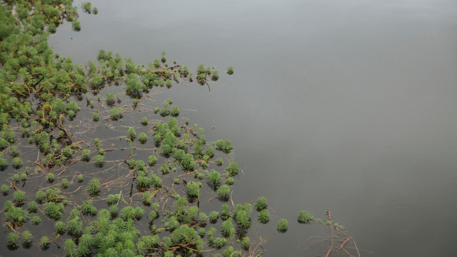 The Yangtze River finless porpoise | WWF