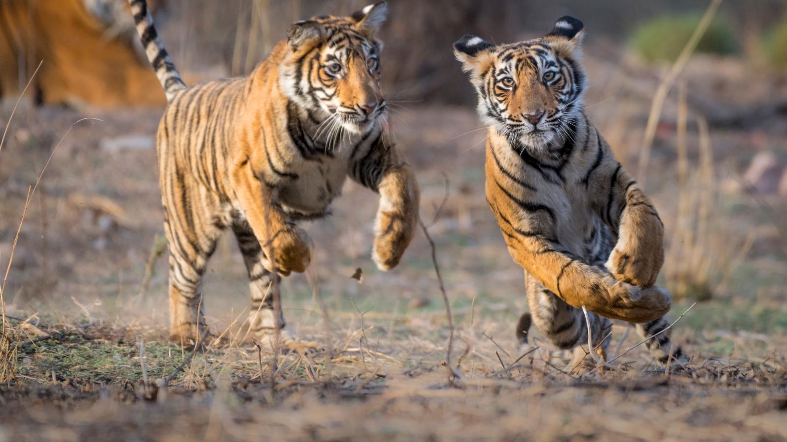 Tiger | WWF