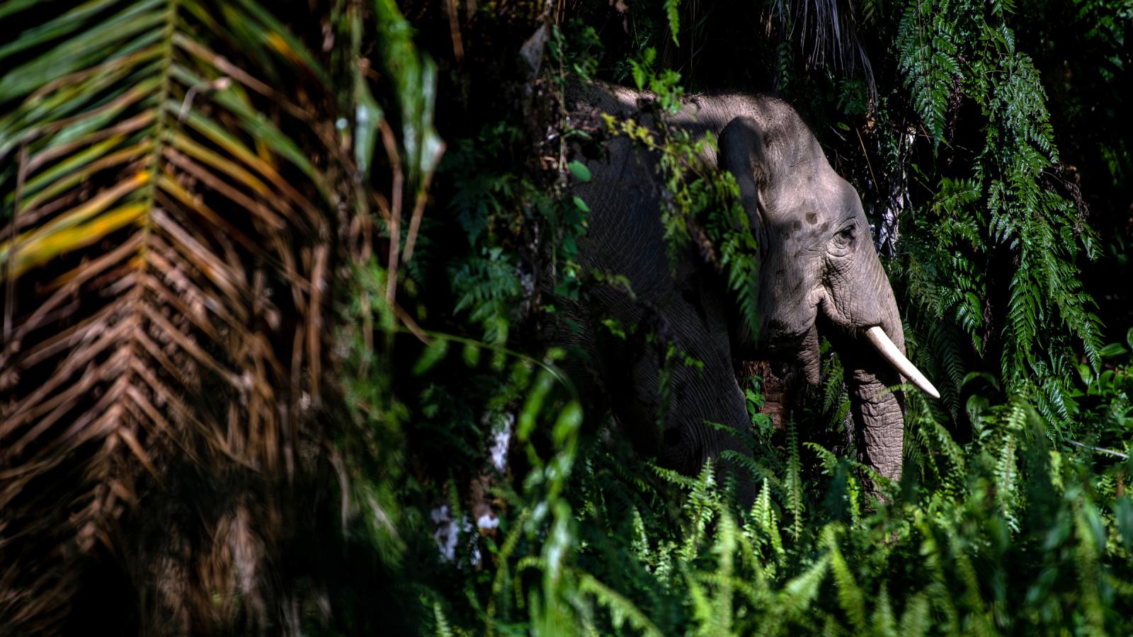 Asian elephants: intelligent, sociable, but endangered | WWF