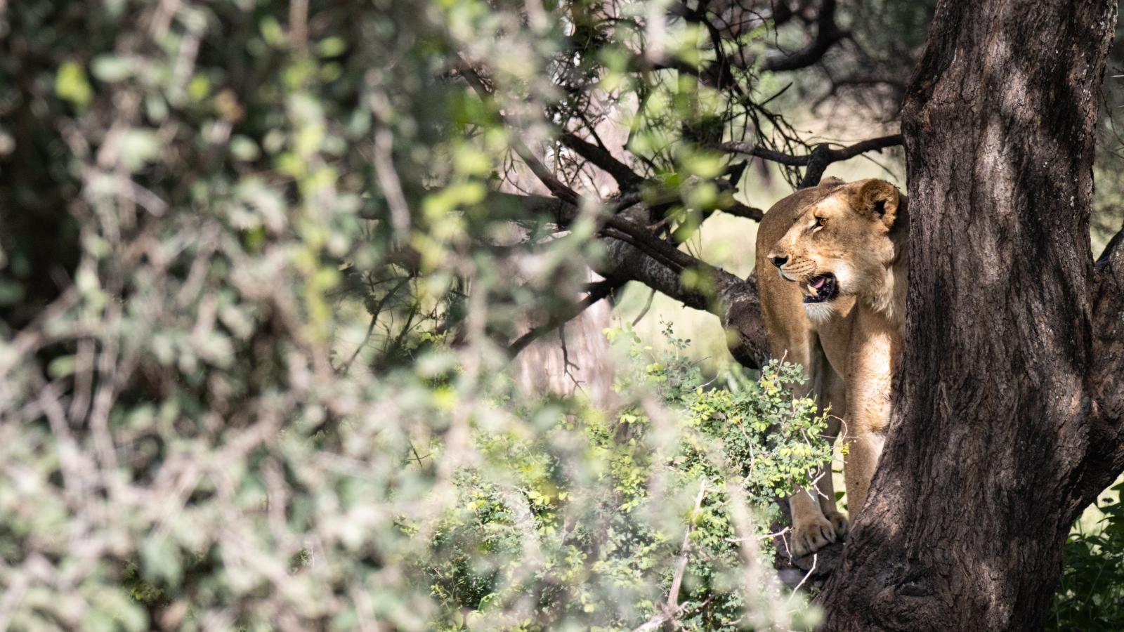 The magnificent lion: the symbol of Africa | WWF