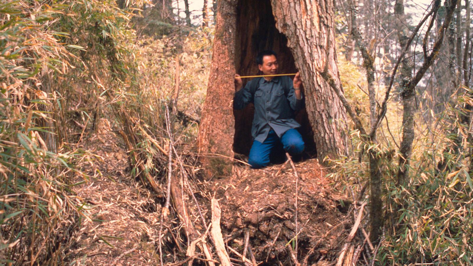 National Panda Day 2025 | WWF