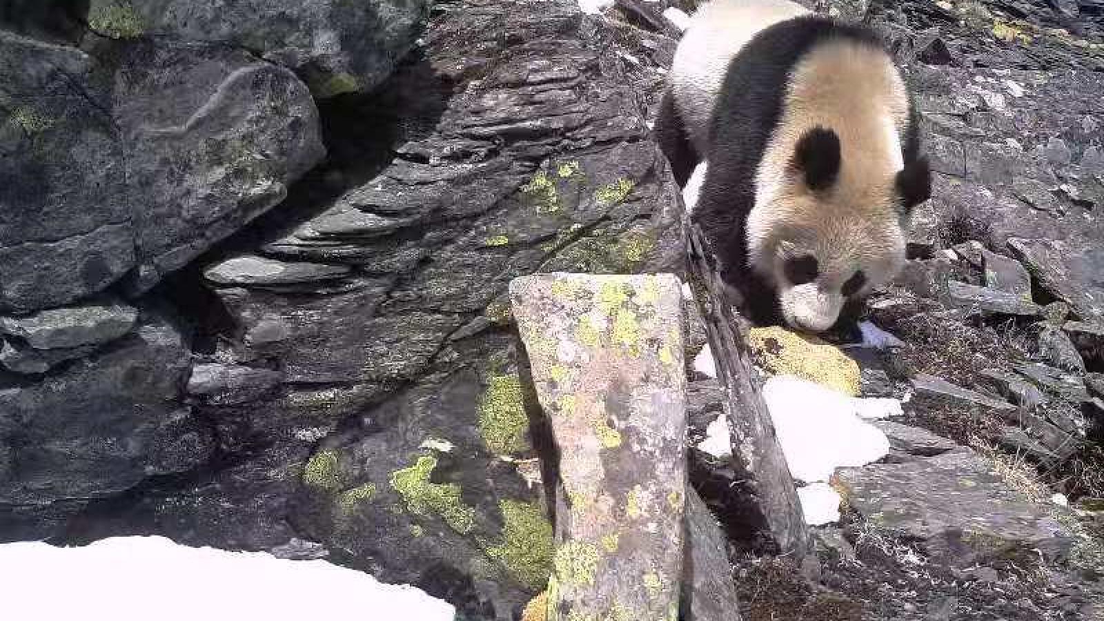 National Panda Day 2025 | WWF