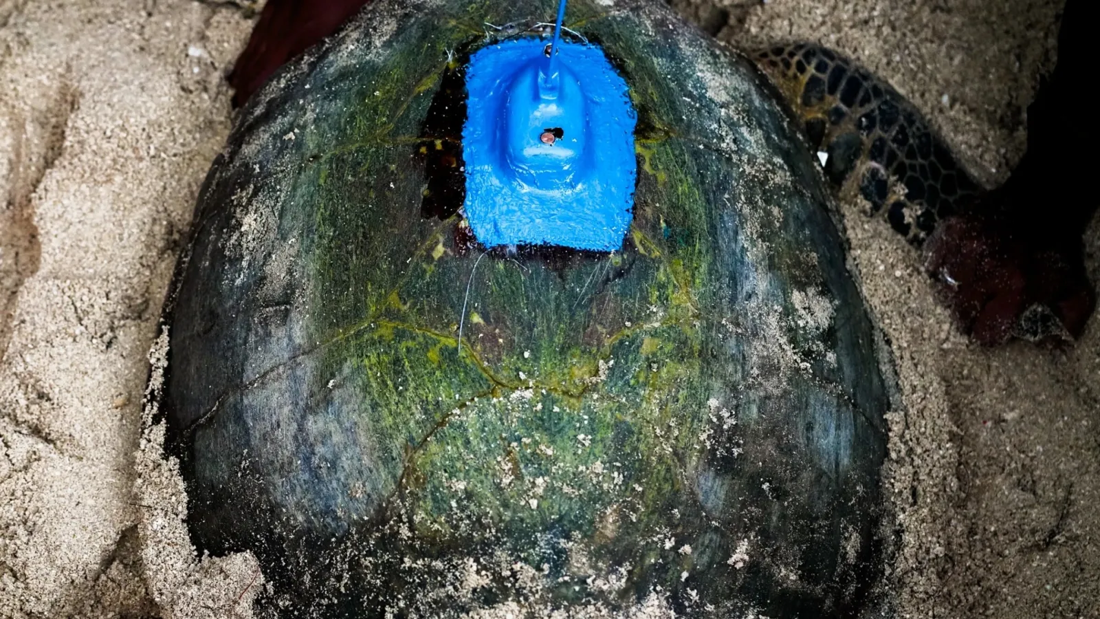 Satellite tagging hawksbill turtles | WWF