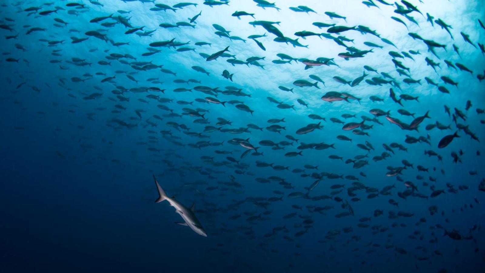 Oceans | WWF