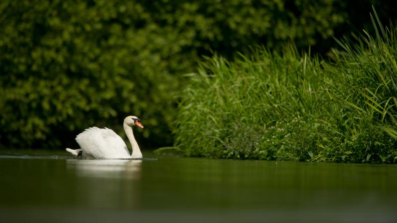 UK rivers and chalk streams | WWF