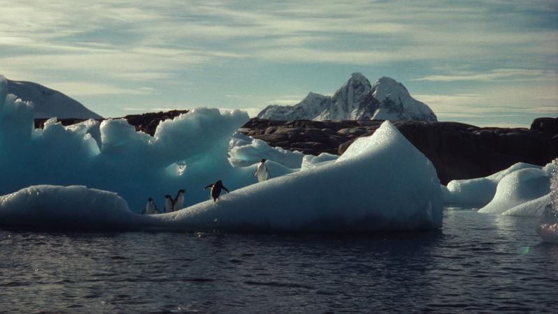 Adélie penguin: Antarctic birds with attitude | WWF